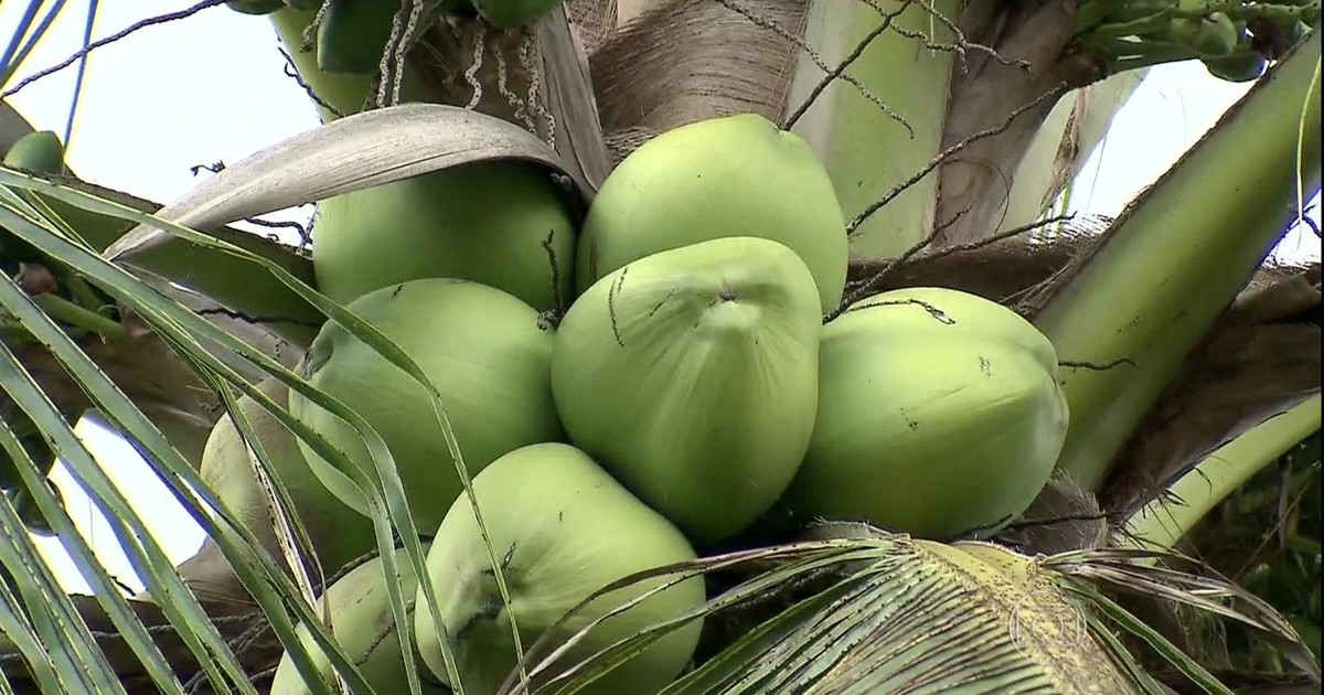 Agronegócios - Produtores de coco comemoram recuperação do setor na Bahia