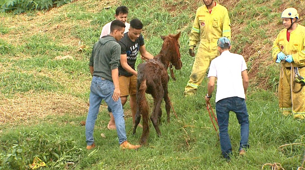 Resgate de potro em córrego mobiliza equipe dos bombeiros em Ribeirão ...