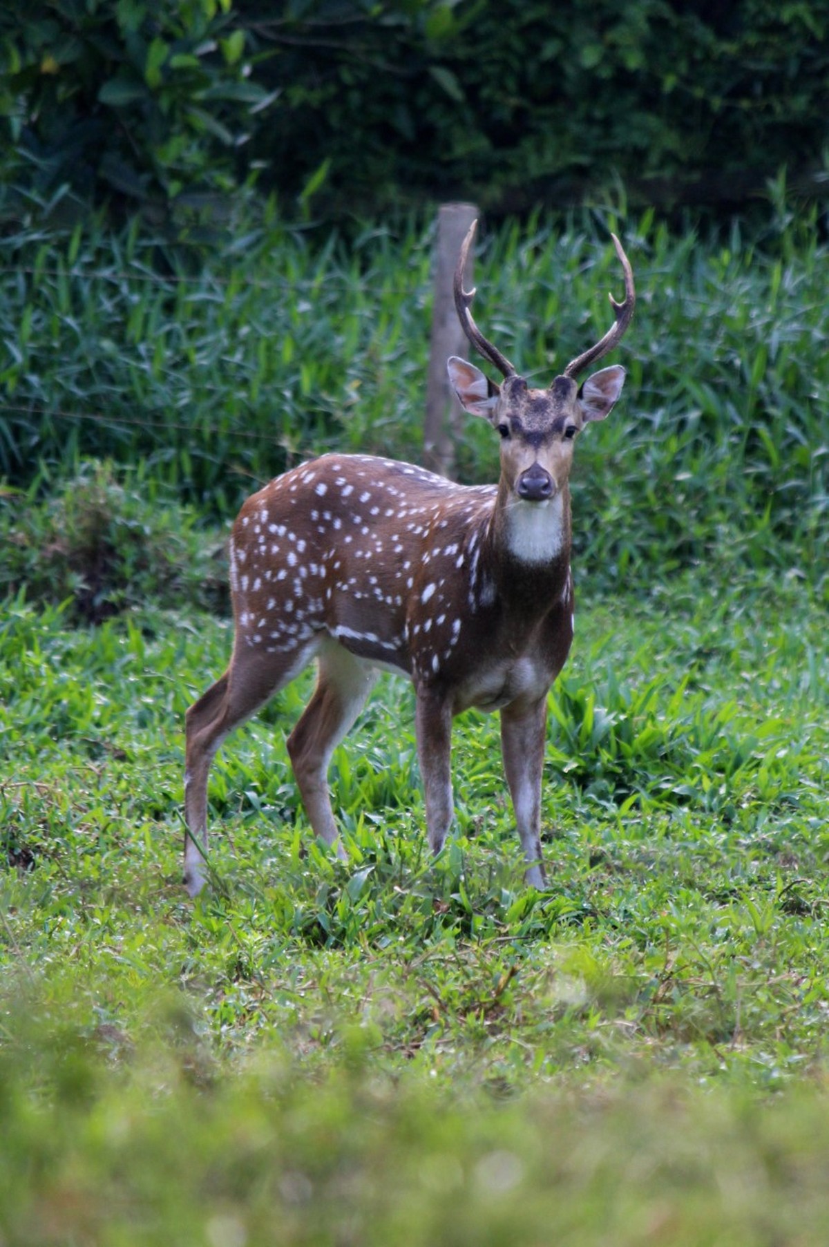 Cervo exótico é fotografado em SC em rara aparição | Santa Catarina | G1