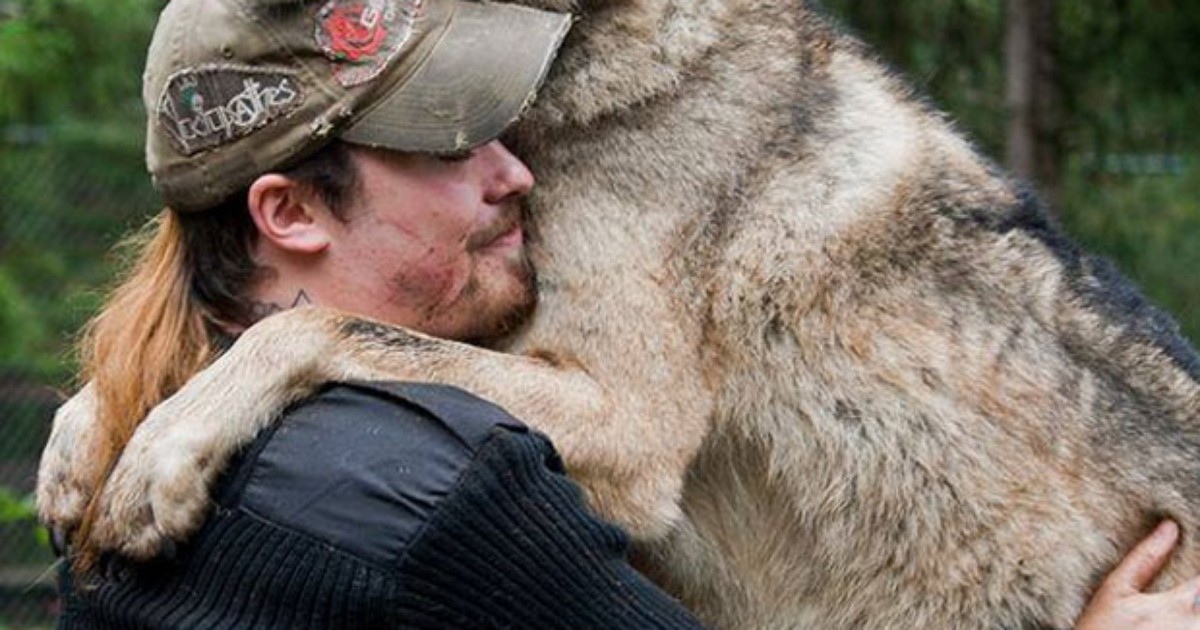 G1 - Foto de abraço carinhoso entre agente florestal e lobo vira hit na ...