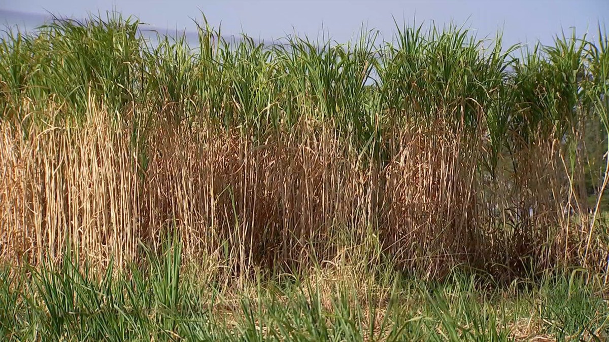 Produtores investem em capim 'gigante' | Nosso Campo | G1