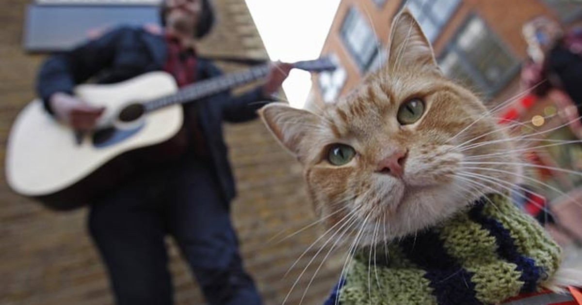 G1 - Gato faz sucesso ao lado de músico de rua na Inglaterra - notícias ...
