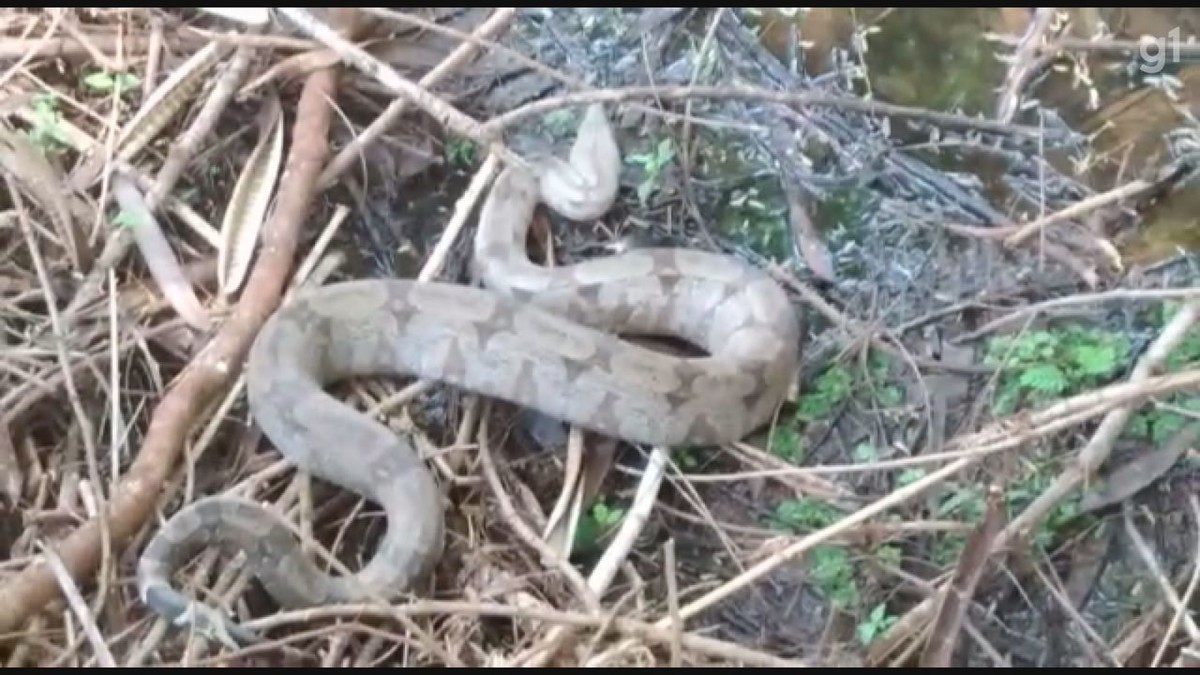 Jiboia é encontrada dentro de barril em empresa em Guaíra, SP; VÍDEO ...