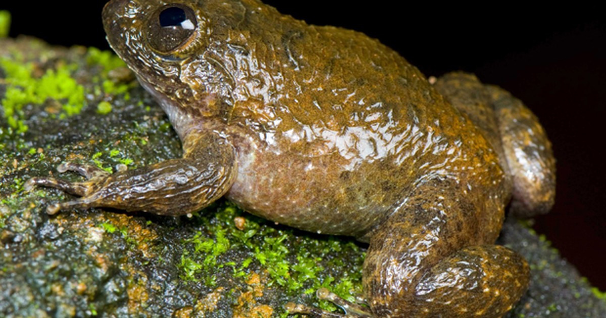 G1 - Inpa disponibiliza biblioteca virtual sobre sapos amazônicos ...