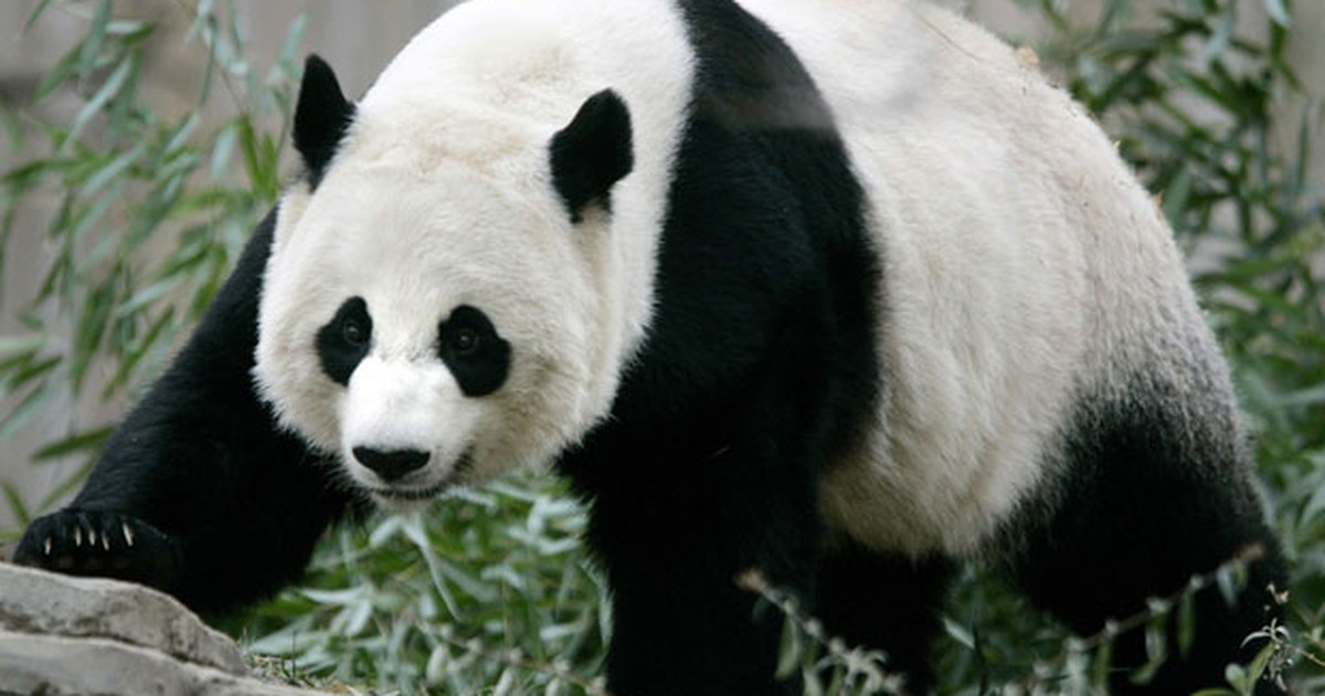 Natureza - Após 5 gestações psicológicas, panda dá à luz filhote em zoo ...