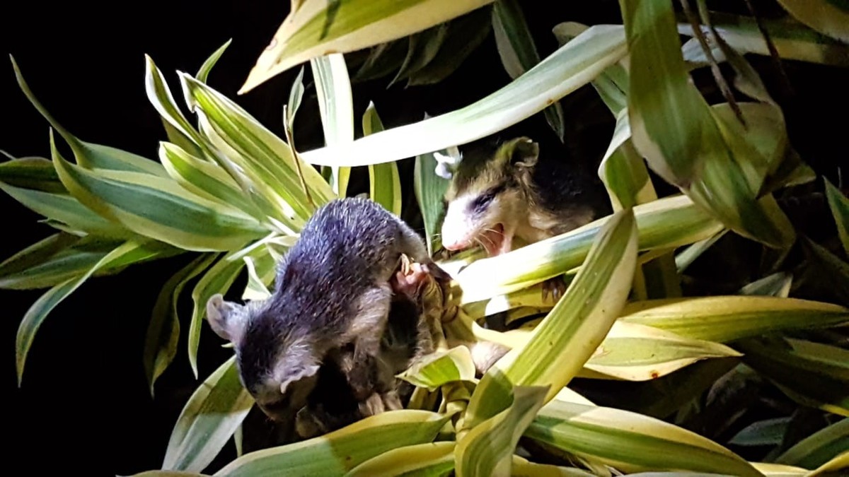 Filhotes de gambá são resgatados por bombeiros em Estrela do Sul ...