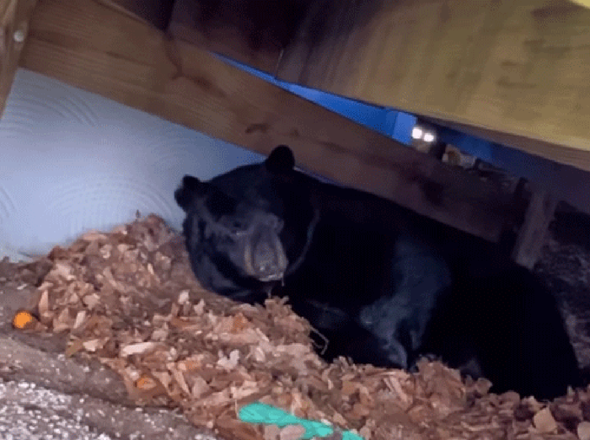 [VÍDEO] Família nos EUA se surpreende com urso-negro hibernando na ...
