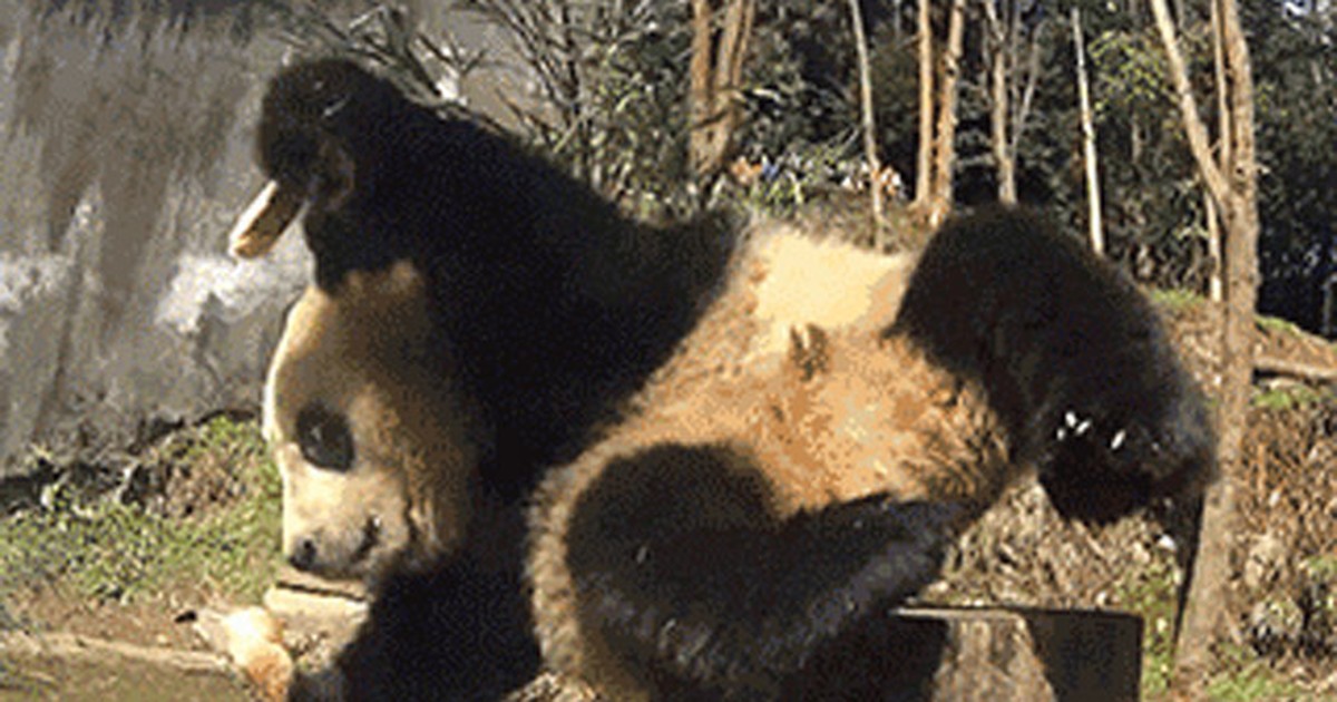 G1 - Vídeo de panda levando tombo surreal faz sucesso na web - notícias ...