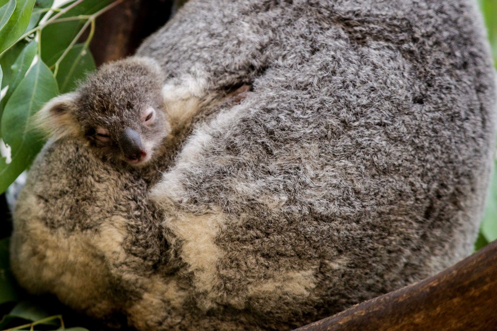 Imagens do dia 30 de abril de 2018 | Mundo | G1