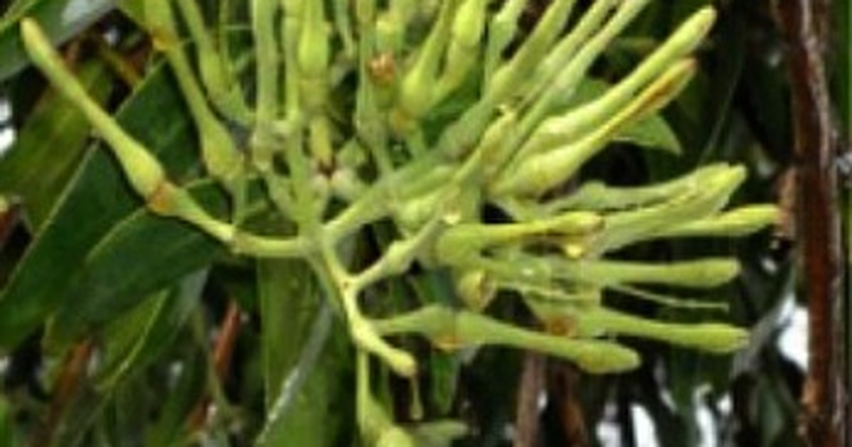 Planta Leitosa Para Cancer - BRAINCP
