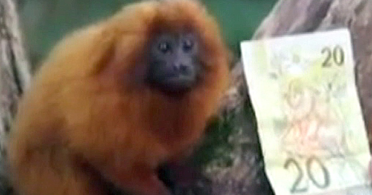 Natureza - Mico-leão é 'apresentado' a cédula de real com imagem de sua ...