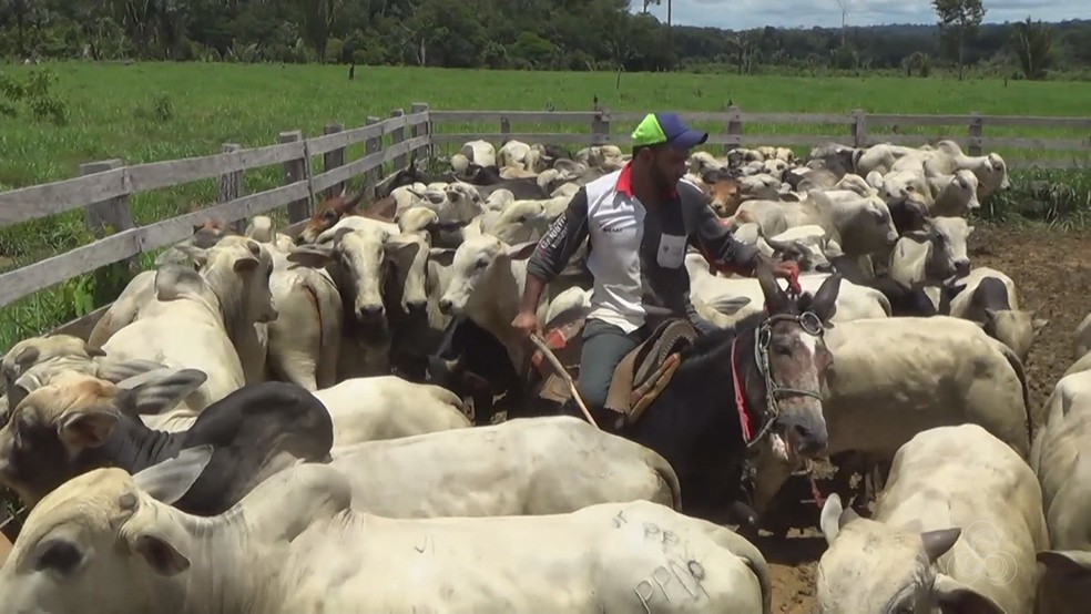 Bom Dia Amazônia destaca segundo episódio da série sobre Apuí ...