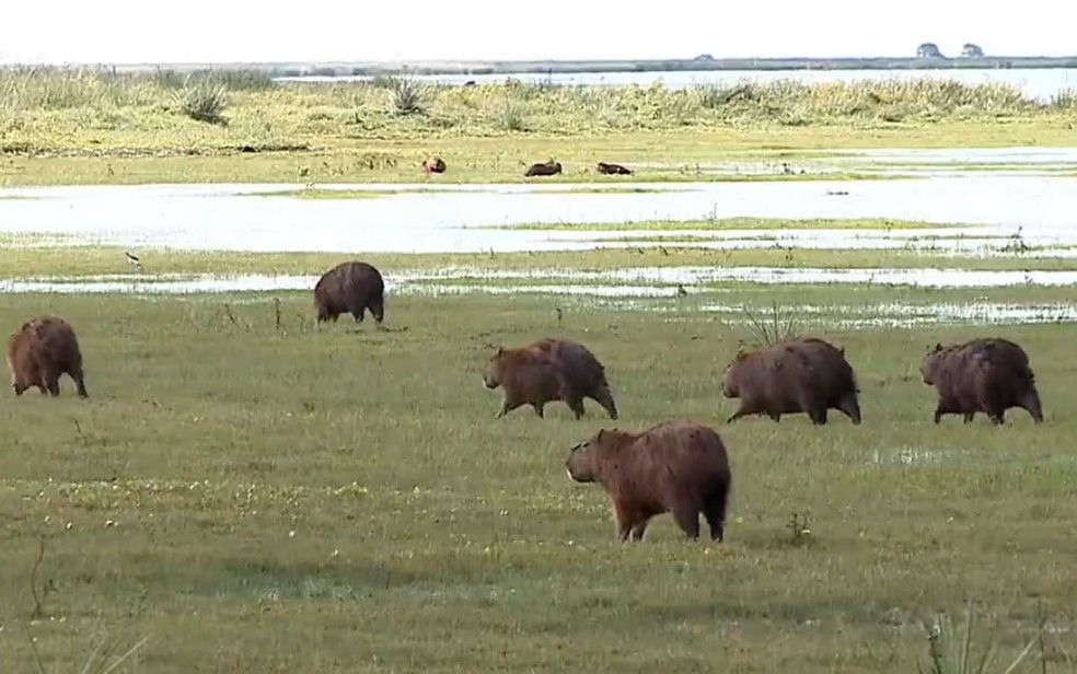 Reserva do Taim é reconhecida como uma das principais áreas ambientais ...