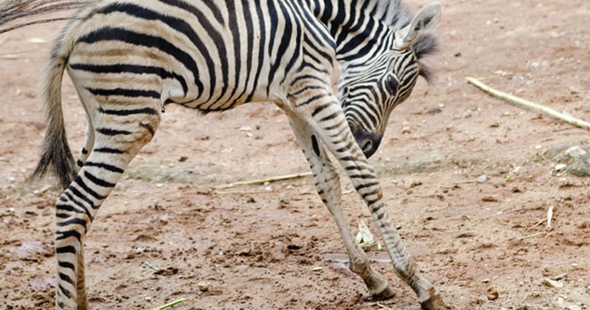 G1 - Filhote macho de zebra nasce no zoológico de Belo Horizonte ...