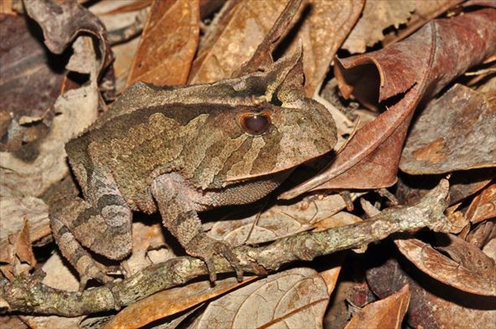 Sapo-boi é endêmico do Brasil e se camufla dos predadores naturais ...