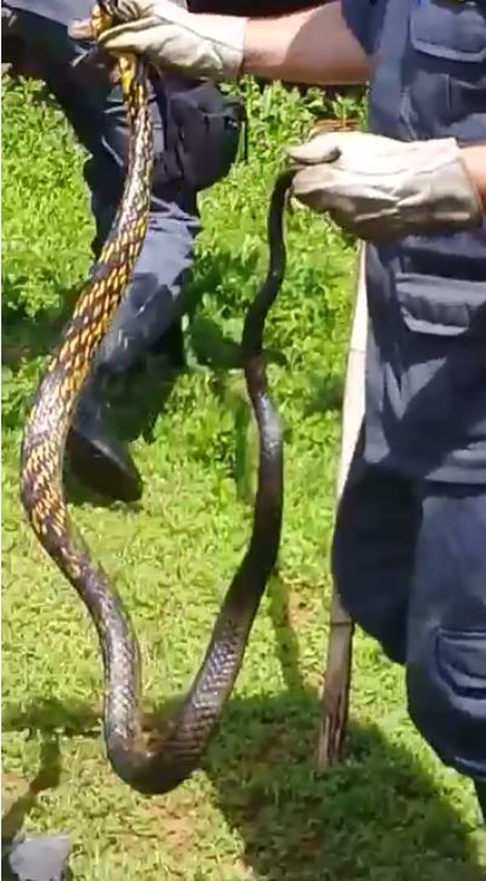 Bombeiros capturam cobra em Sabará, na Grande BH | Minas Gerais | G1