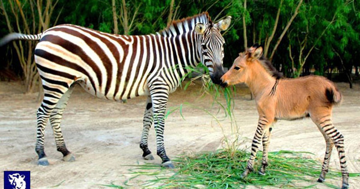 Natureza - Filhote híbrido de zebra com jumento nasce em zoológico do ...