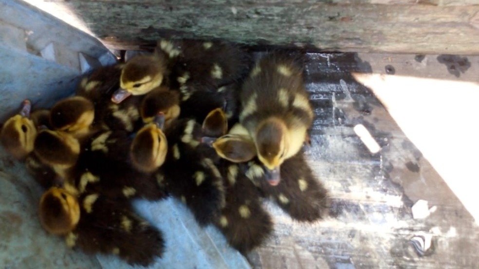 Caminhoneiro acha filhotes de pato abandonados às margens de rodovia ...