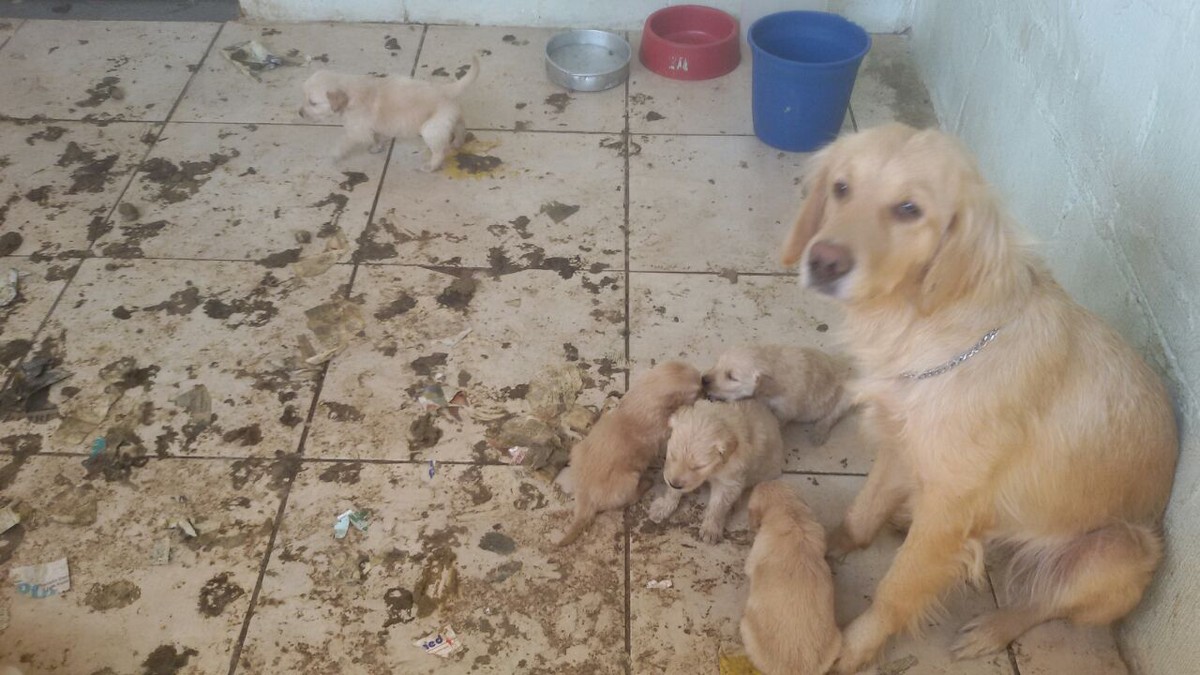 Após Denúncia 12 Cachorros Abandonados São Resgatados De Casa No Df