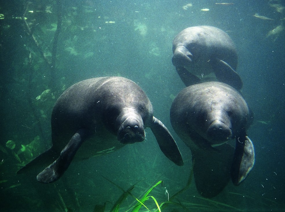 Extinção do peixe-boi-da-amazônia prejudica rios brasileiros | Terra da ...