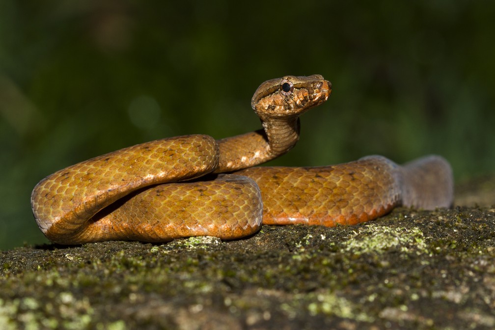 Fotógrafo de natureza reúne cliques de espécies e paisagens do Brasil e ...