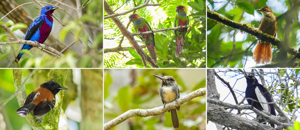 Aves exclusivas da Mata Atlântica são amostras da riqueza do ...