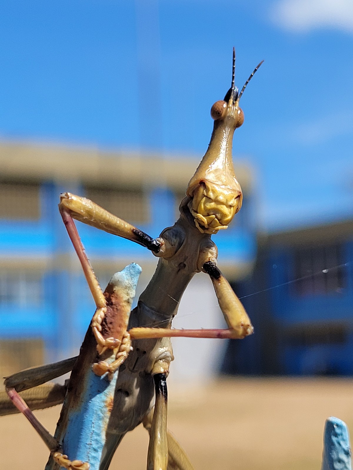 'Mané-mago': conheça os gafanhotos mestres em camuflagem | Terra da ...