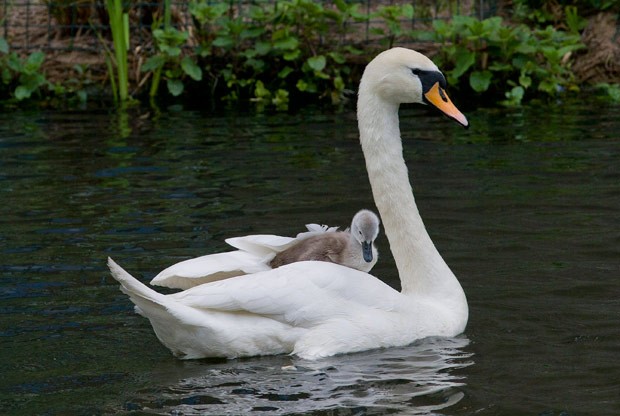 G1 - 'Filhote esperto' passeia nas costas de cisne em canal na ...