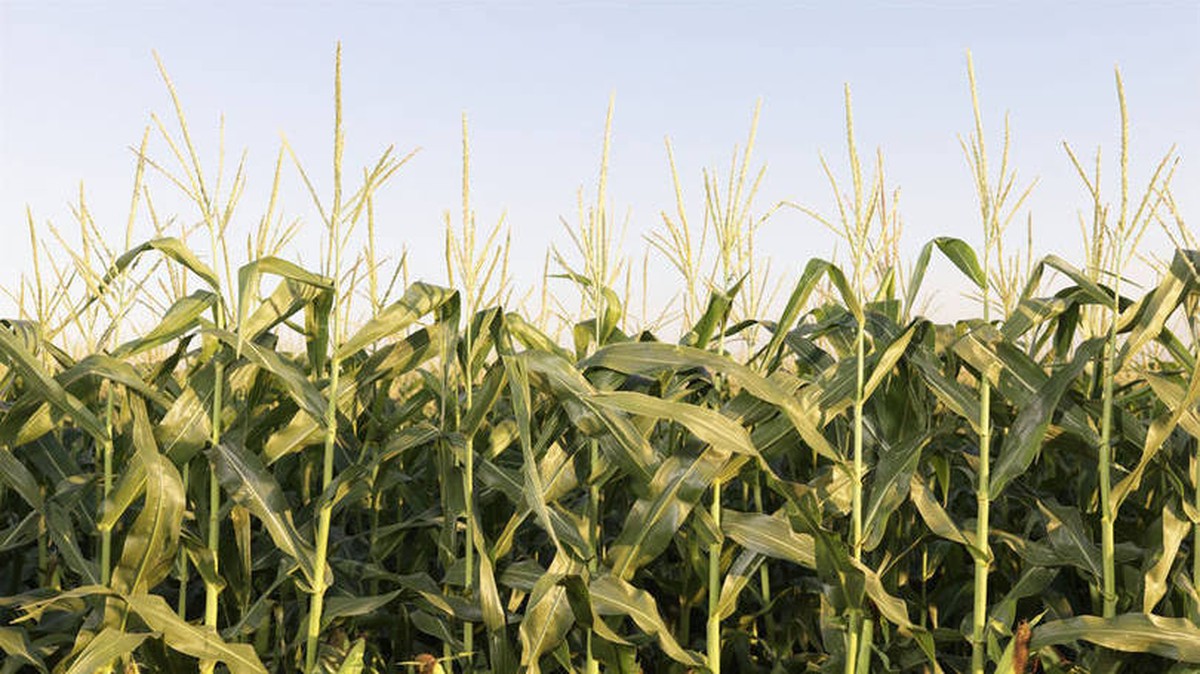 Ouro Safra auxilia o produtor a obter boa produtividade no plantio do ...