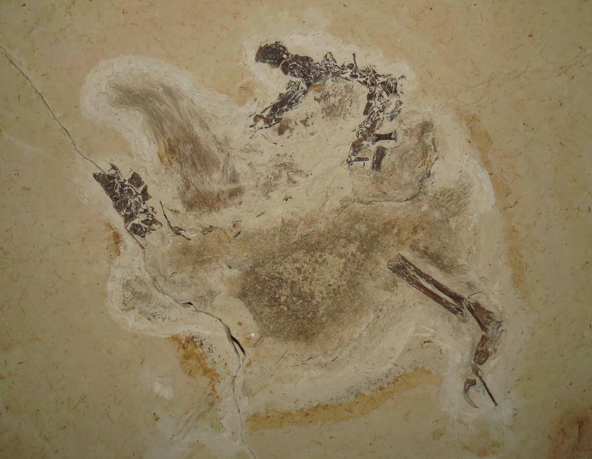 Devolução do fóssil de dinossauro 'Ubirajara' engaja paleontólogos por ...