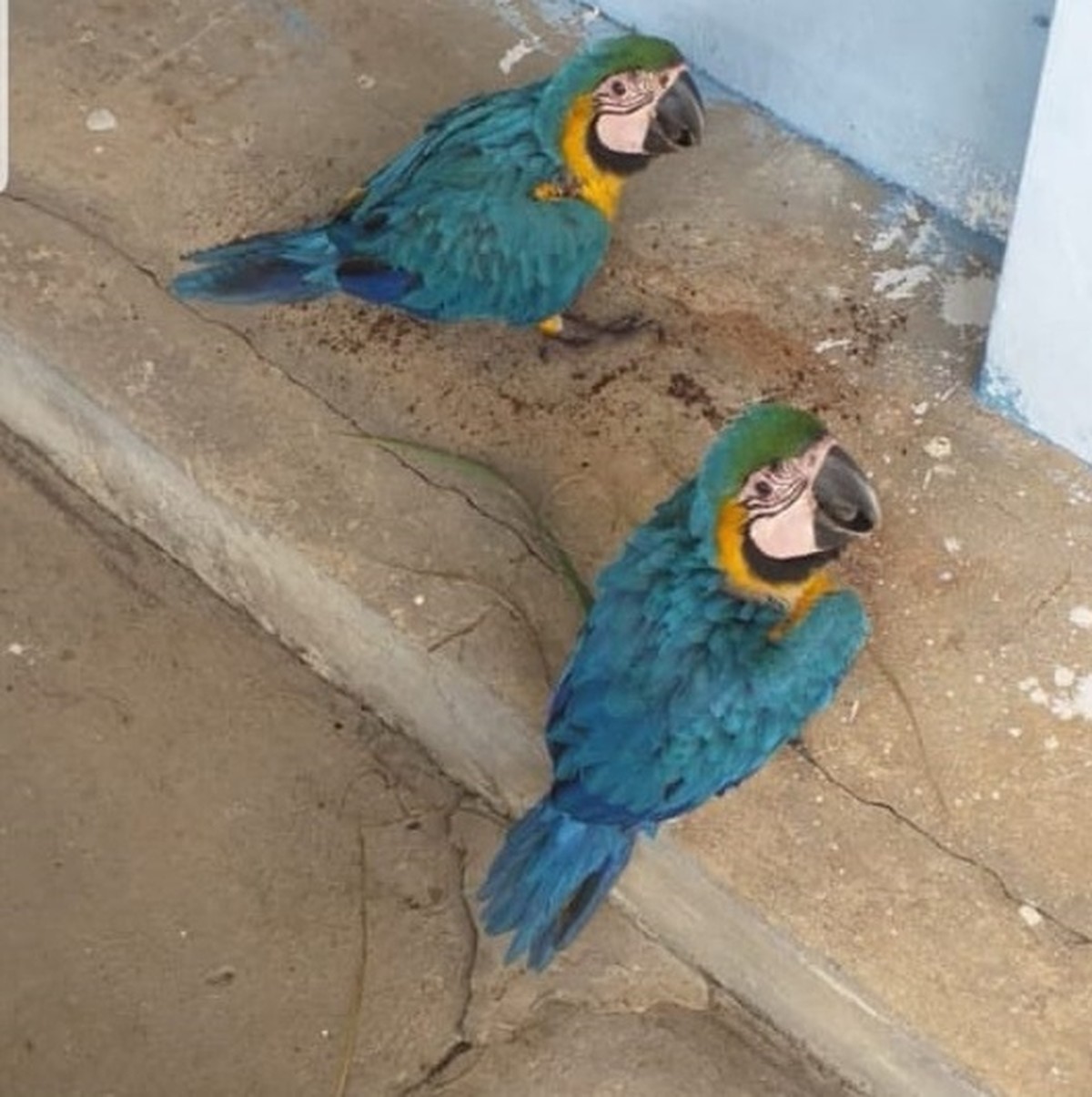 Filhotes de arara-canindé são resgatados após ninho cair de tronco de ...