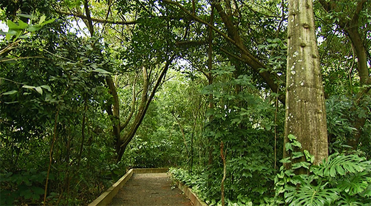 Mata Santa Genebra, em Campinas, abre inscrições para trabalho ...