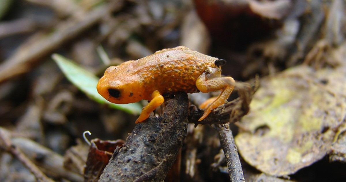 Natureza - Pesquisador da Unesp descobre nova espécie de sapo em miniatura