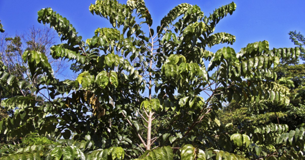 G1 - Araticum - notícias em Flora