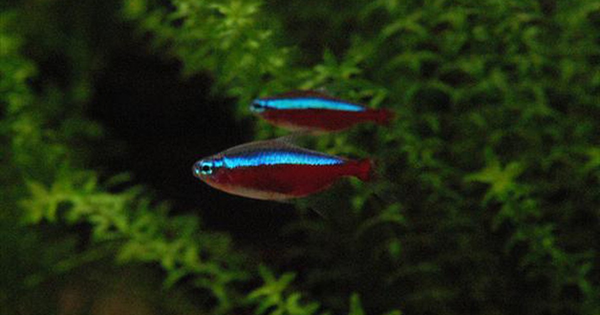 G1 - Neon-cardinal - notícias em Fauna