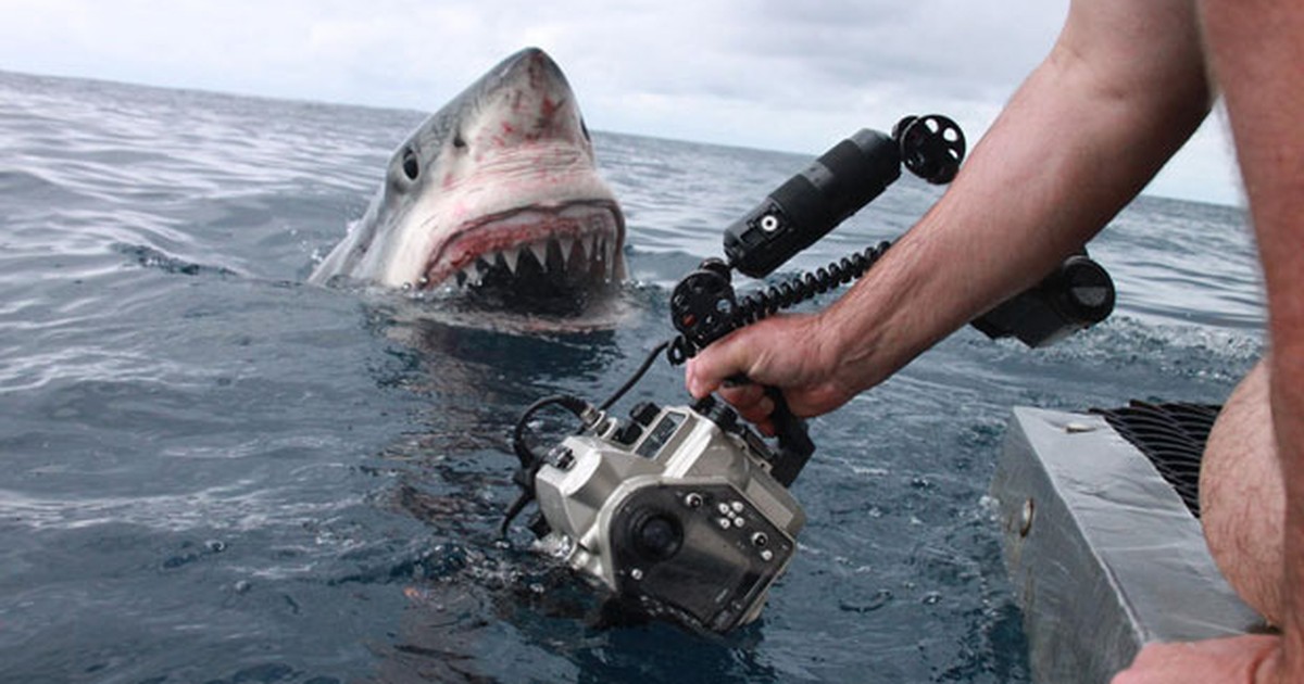 G1 - Equipe registra foto impressionante de tubarão branco na Austrália ...