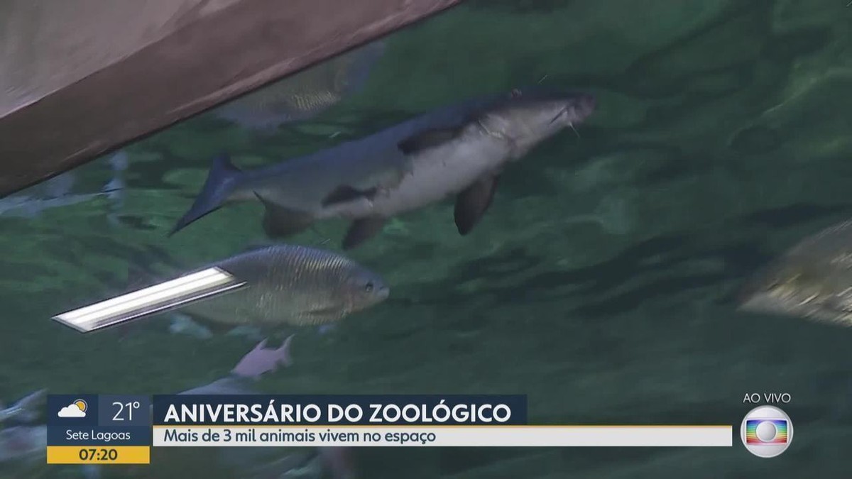 Zoológico de BH faz 60 anos | Minas Gerais | G1