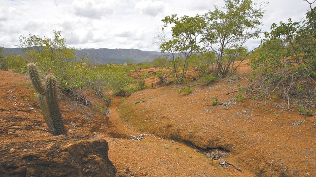Ceará foi o estado que mais perdeu formações florestais da caatinga em ...