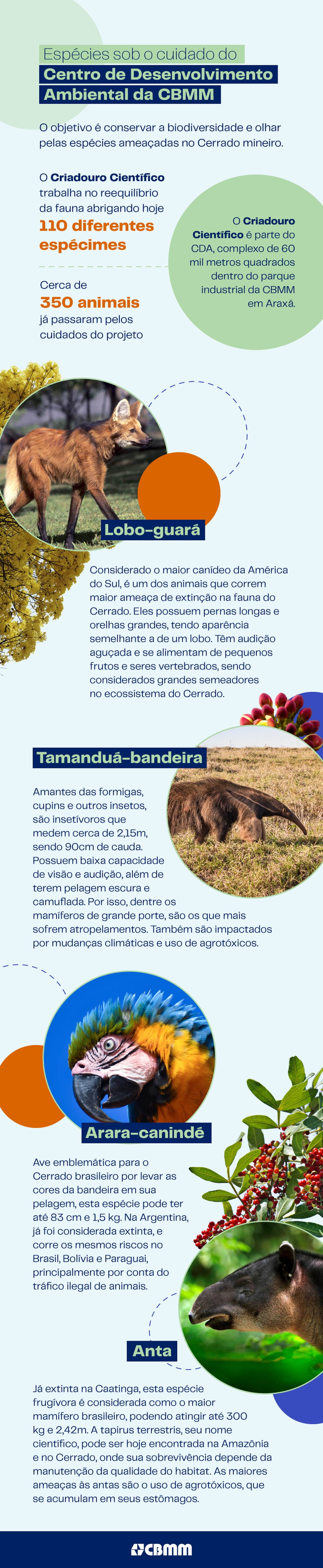Quem olha pela fauna do Cerrado Mineiro? | CBMM e o Cerrado Mineiro | G1