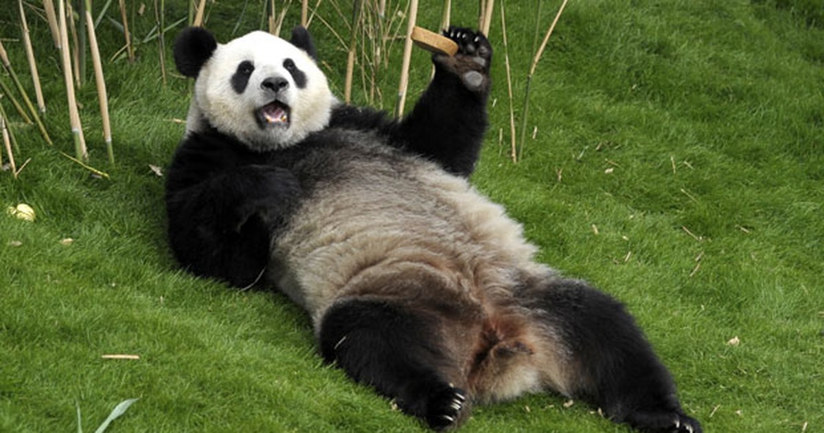 G1 - Chinês é indenizado em US$ 70 mil após ataque de urso panda ...