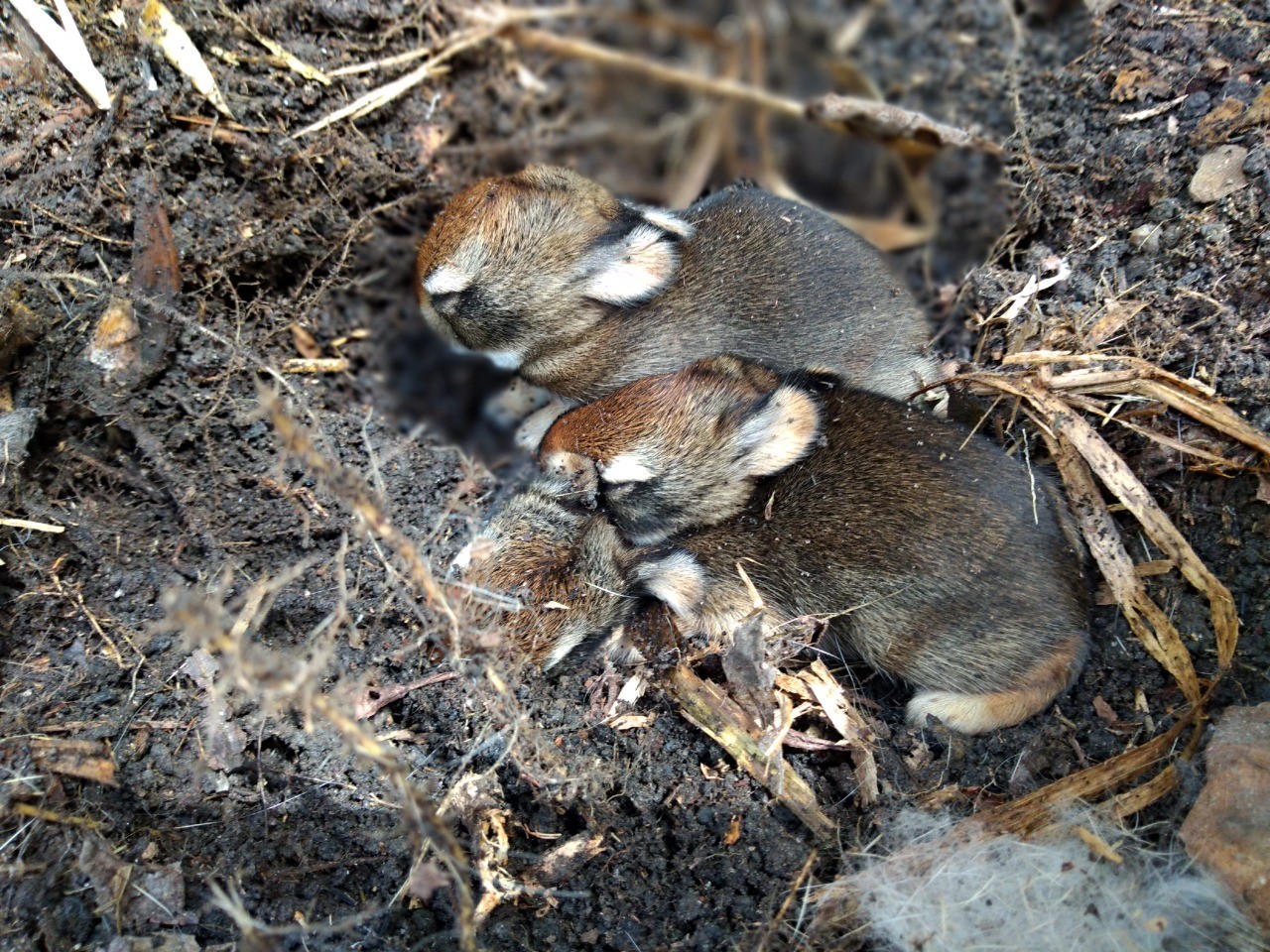 No Parque Nacional da Tijuca, os três pequeninos filhotes de Tapiti ...