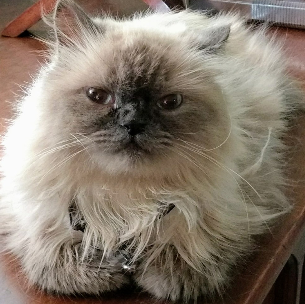 Pets também podem ser fumantes passivos, diz especialista | É o Bicho | G1