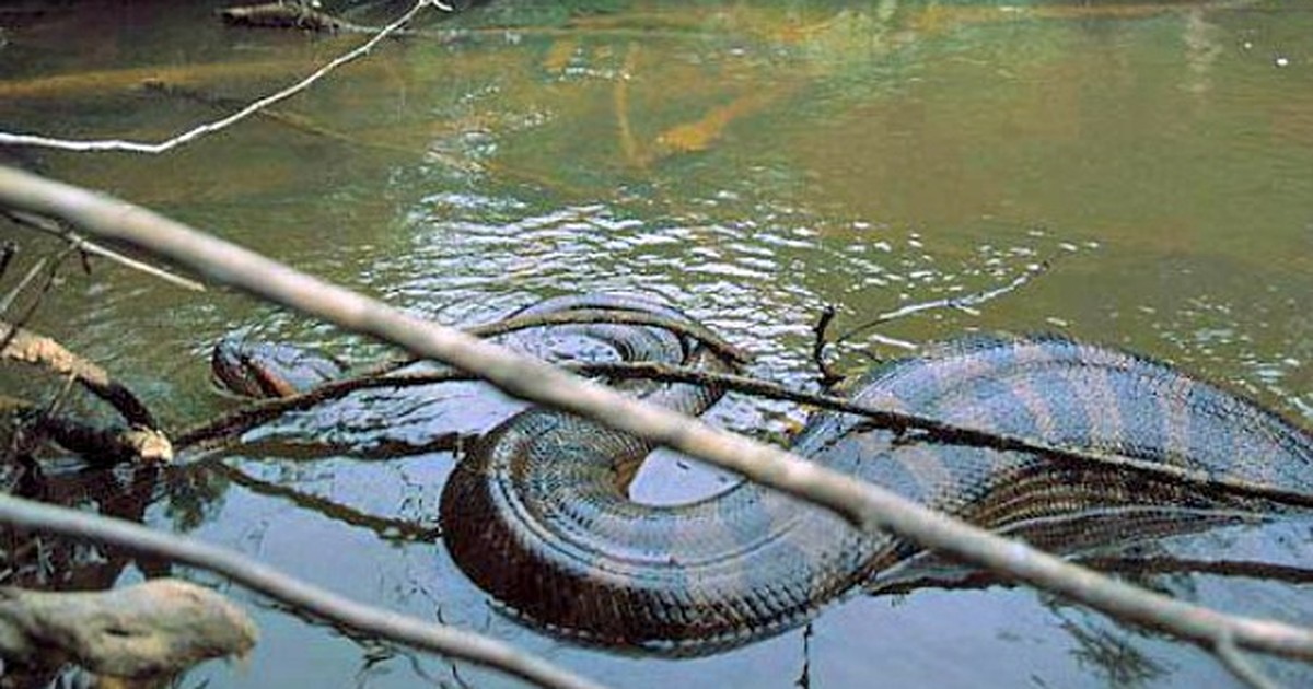 G1 - Sucuri gigante é fotografada em rio na fronteira do Acre com a ...