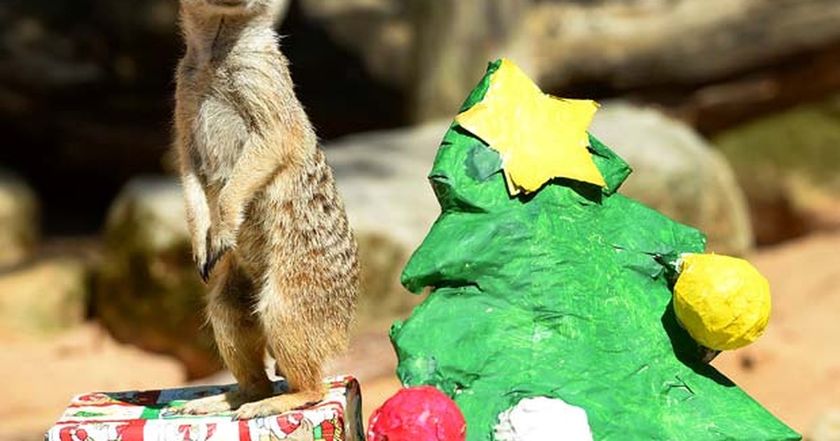 Natureza - Animais de zoo na Austrália ganham presentes de Natal