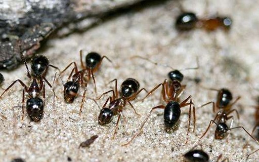 Há 20 quadrilhões de formigas na Terra — e por que saber isso é ...