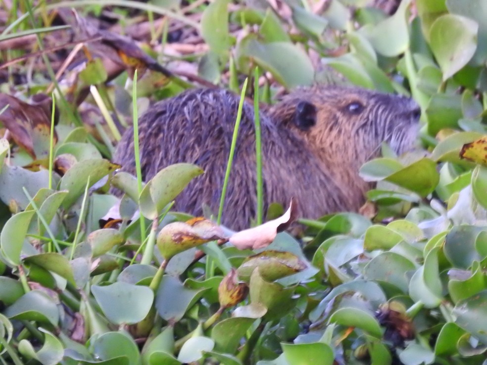 Ratão-do-banhado é roedor adaptado para viver na água | Terra da Gente | G1