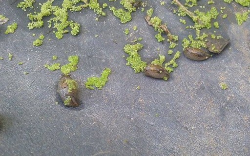 Como criar patinga - Revista Globo Rural | Como criar