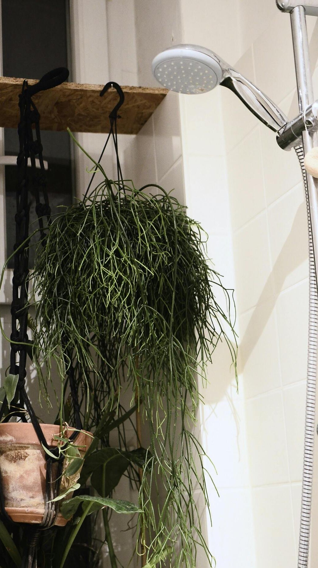 Plantas no boxe: como escolher