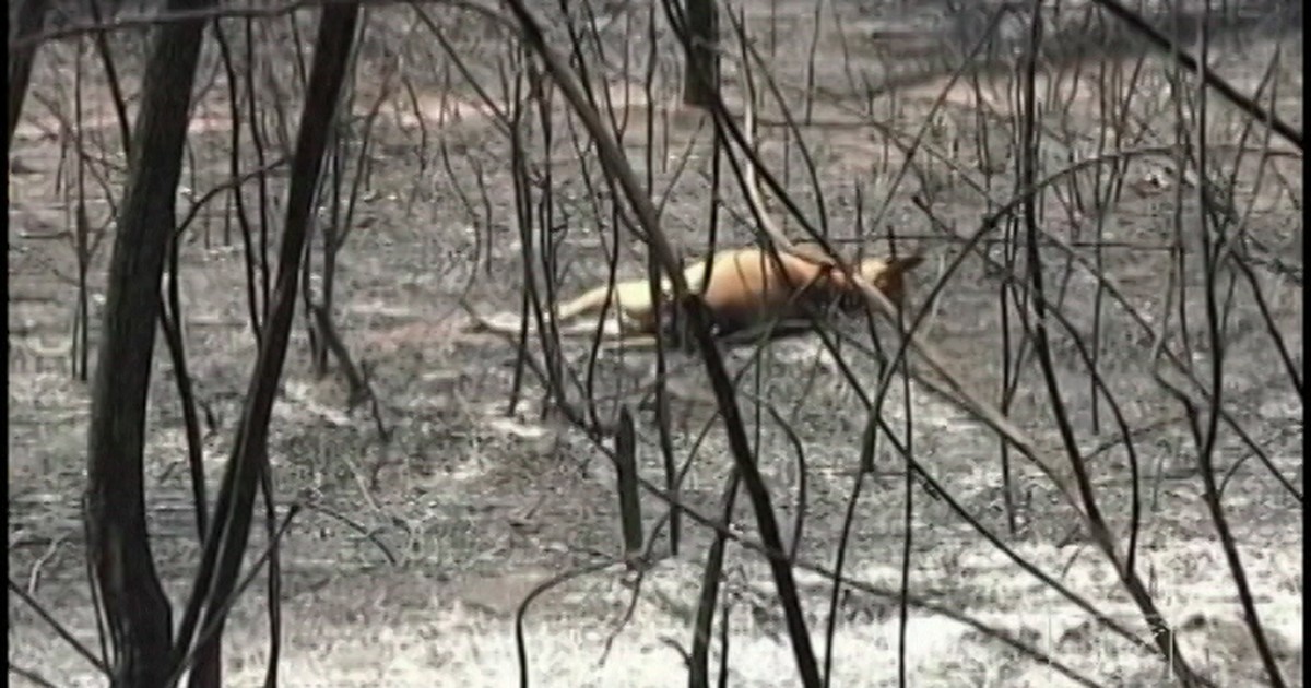 G1 - Queimadas se espalham matando animais no interior do Maranhão ...