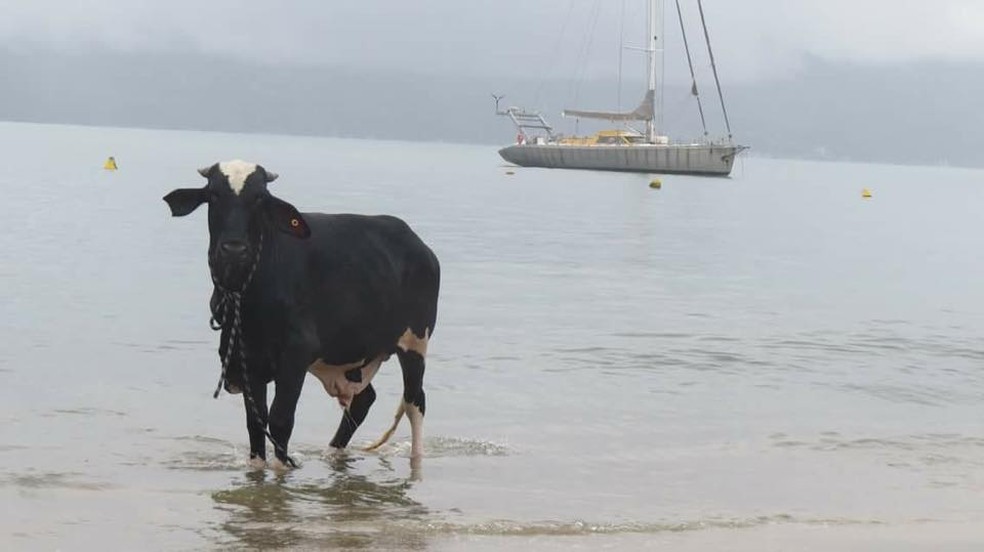 Boi é resgatado no mar por tripulantes de veleiro no litoral norte de ...